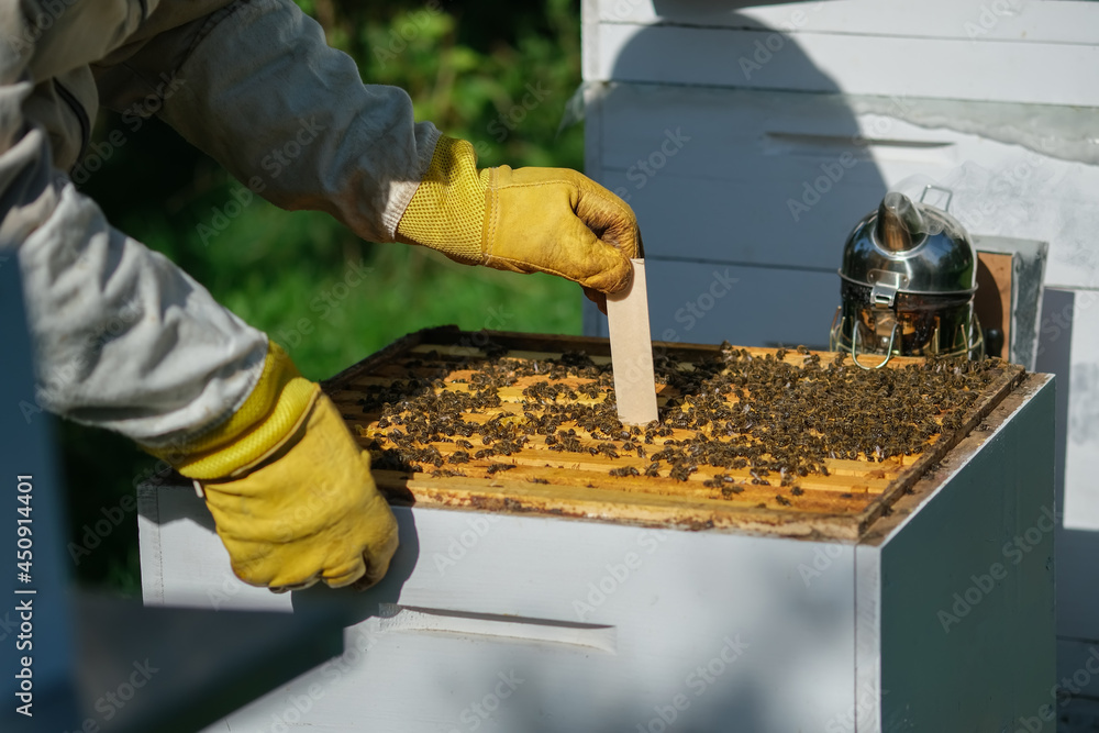 How to treat bees from varroa mite. The beekeeper treats the bees of ...