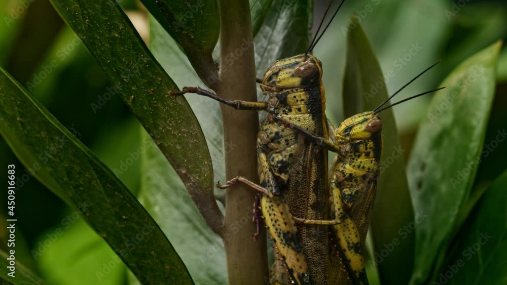 The locust on the branches looks in harmony with the color of the ...