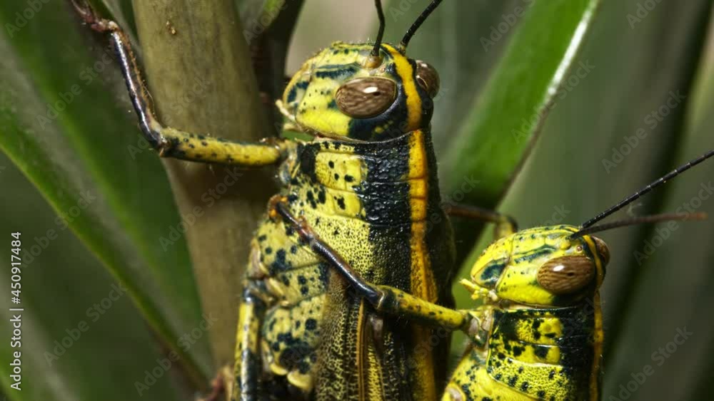 The locust on the branches looks in harmony with the color of the ...