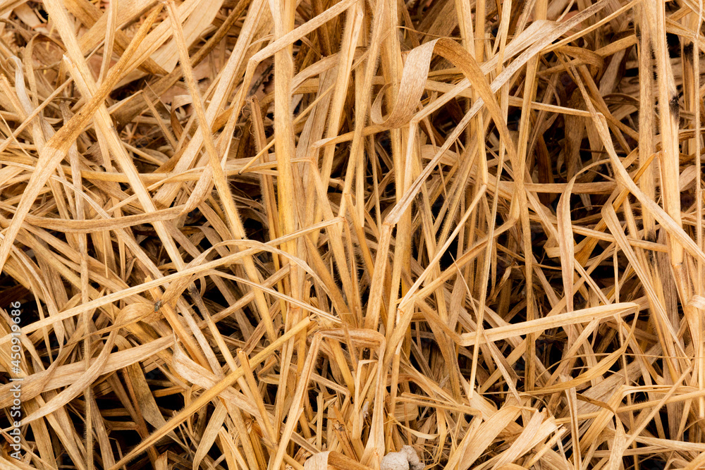 Capim seco. Mata Atlântica, São Paulo, Brasil. foto de Stock | Adobe Stock