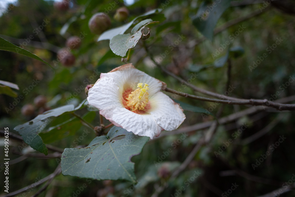 Hibiscus Taiwanensis, or the Taiwan cotton rose, is a native plant in ...