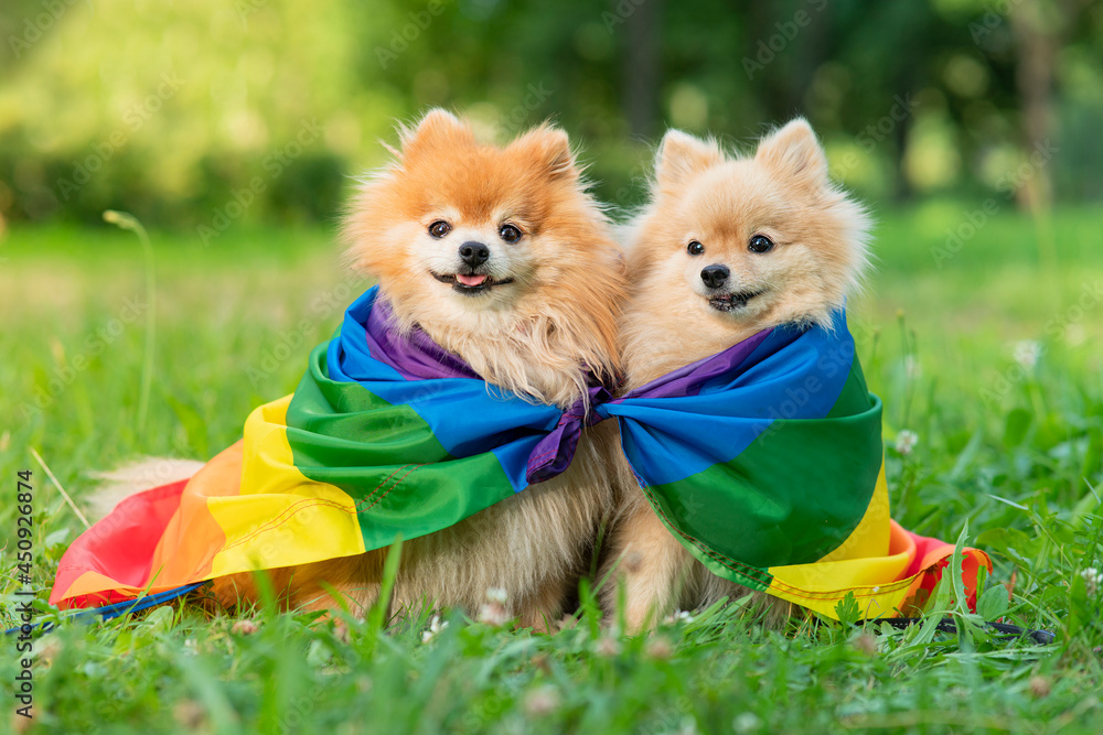 Two happy friends Pomeranian Spitz dogs lying on the grass on rainbow ...