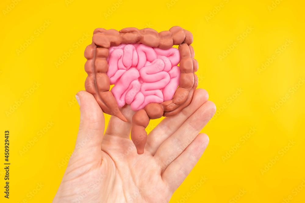 Intestinal tract. Intestinal tract model on yellow background ...