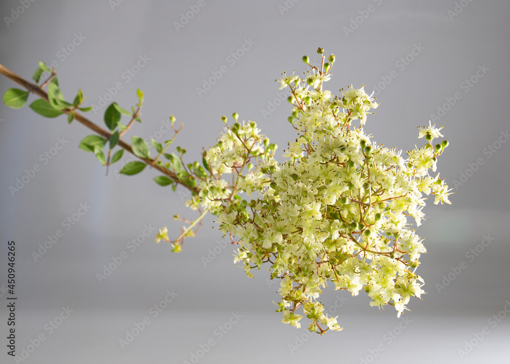 Small cream-colored aromatic flowers of the Henna Tree Lawsonia inermis ...