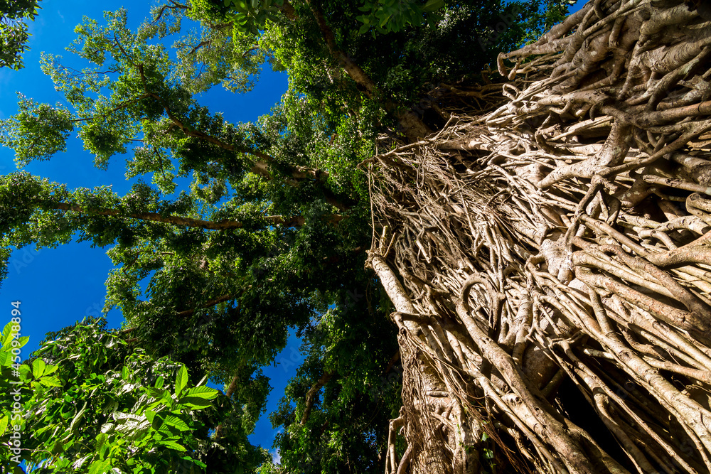 A massive 600-year old Balete Tree in the town of Maria Aurora next to ...