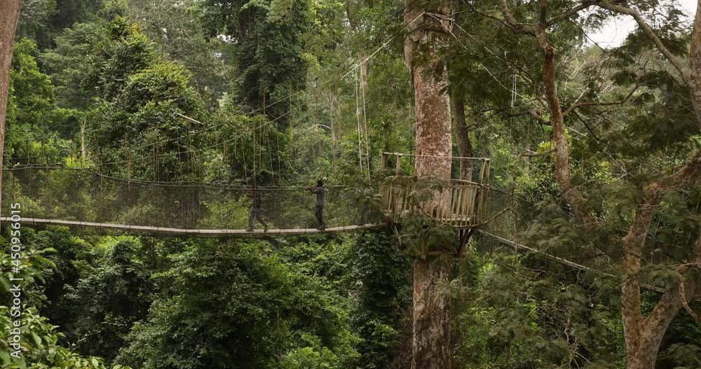 Rope bridge jungle Kakum National Park Ghana. National forest and ...