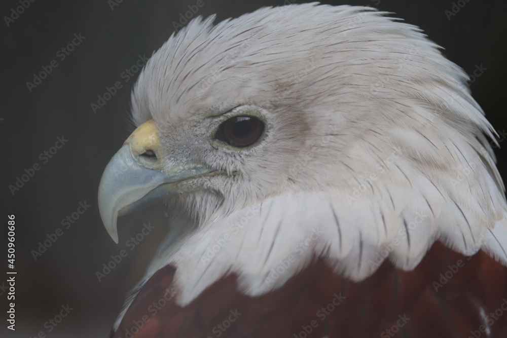 The close up of an eagle Stock Photo | Adobe Stock
