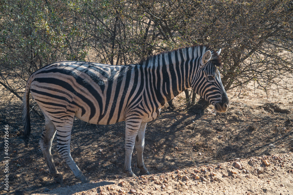 Wild animals in Namibia, Africa. Wild animals in arid regions. Stock ...