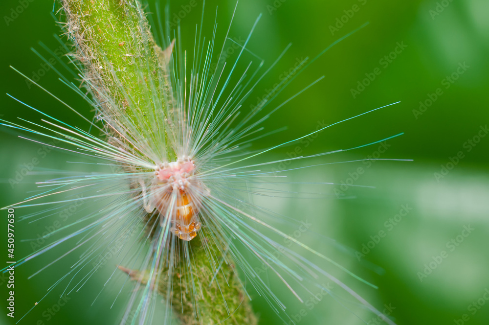 A walk in the park reveals amazing insects and bugs through the lens of ...