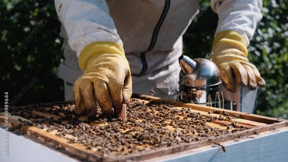How to treat bees from varroa mite. The beekeeper treats the bees of ...