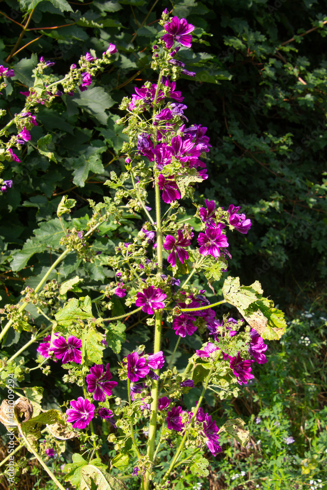 Common wild mallow, also called Malva sylvestris Stock Photo | Adobe Stock