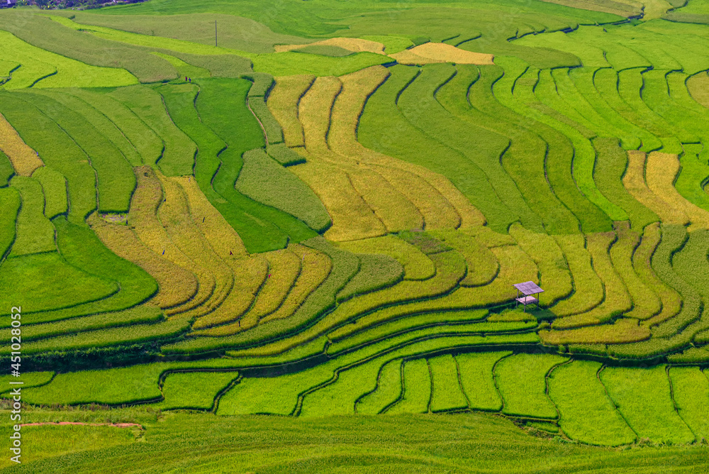 Rice fields on terraced beautiful shape of TU LE Valley, view on the ...
