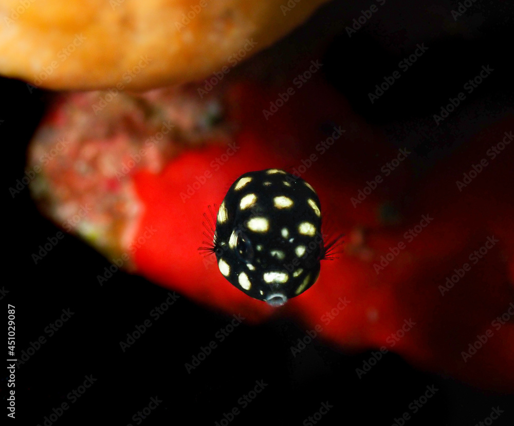 Smooth Trunkfish Juvenile