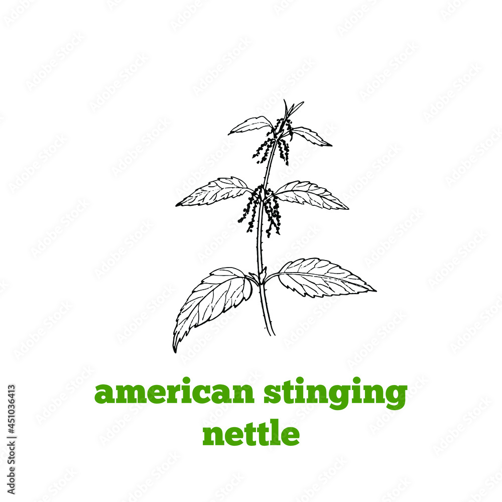 Hand drawing of toxic poisonous plant American stinging nettle in ...