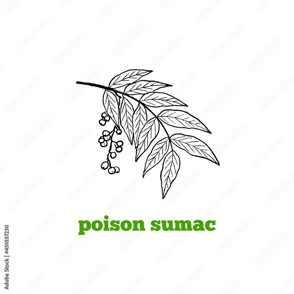 Hand drawing of toxic poisonous plant Poison sumac in vintage black and ...