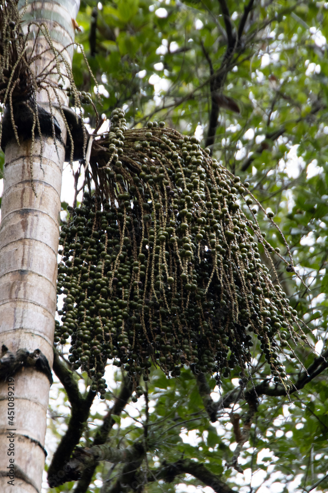 Jussara palm tree. Jussara is the fruit of palm Euterpe edulis. Stock ...