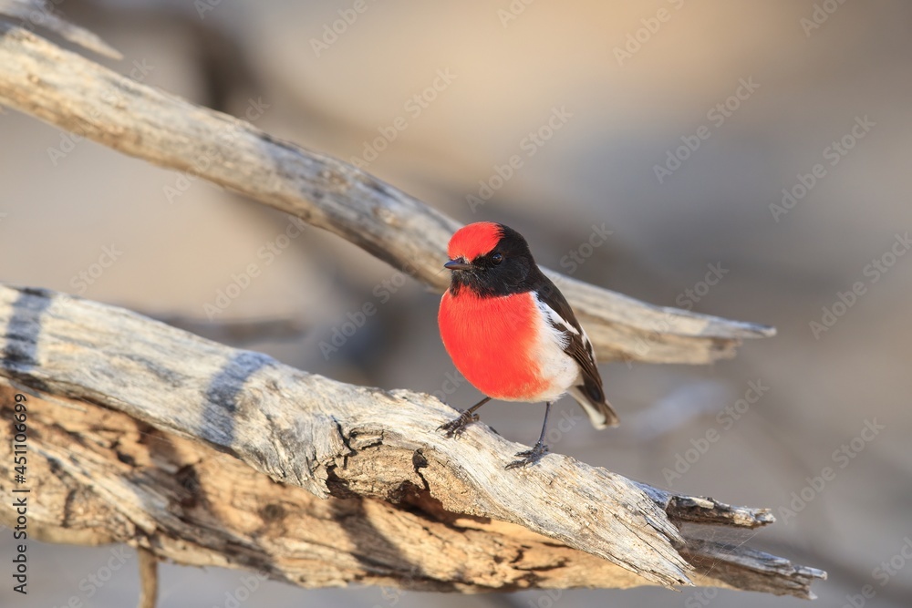 The Red-capped Robin (Petroica goodenovi) is the smallest red robin ...