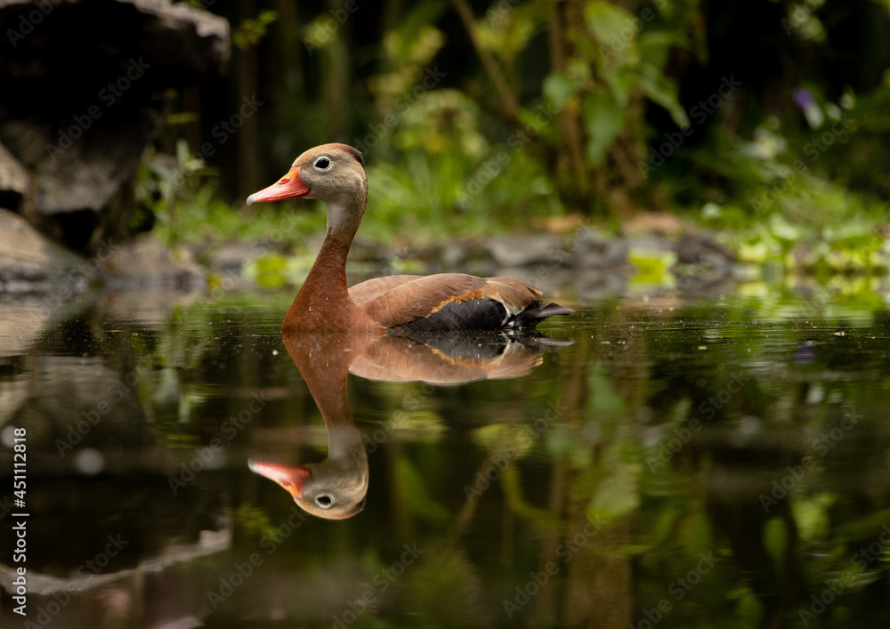ave, pato, animal, naturaleza, ganso, acuático, fauna, pico, lago ...