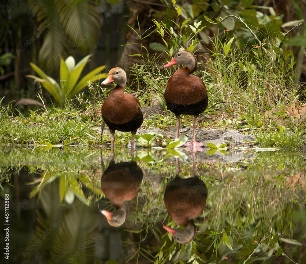 ave, pato, animal, naturaleza, ganso, acuático, fauna, pico, lago ...