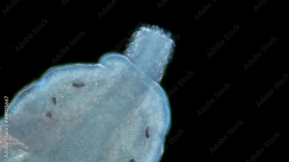 Worm Nemertea Prostoma sp. under the microscope, of the ...