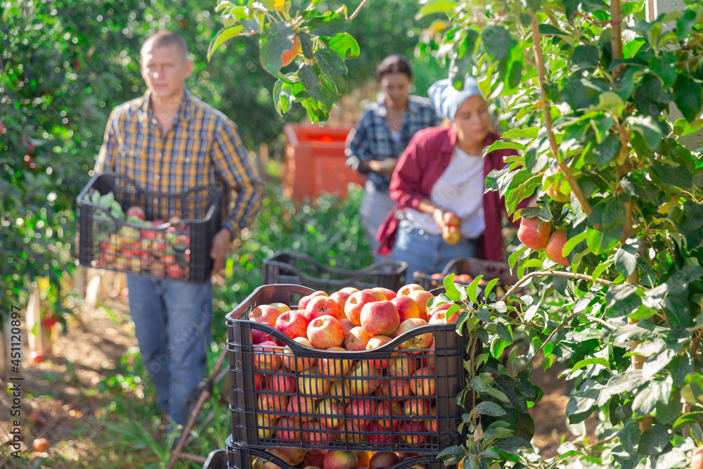 Successful harvesting season. Boxes with harvested ripe apples standing ...