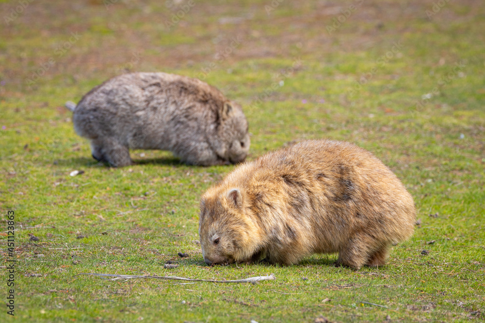 Wild Wombat taken in Maria Island, a remote island located along the ...