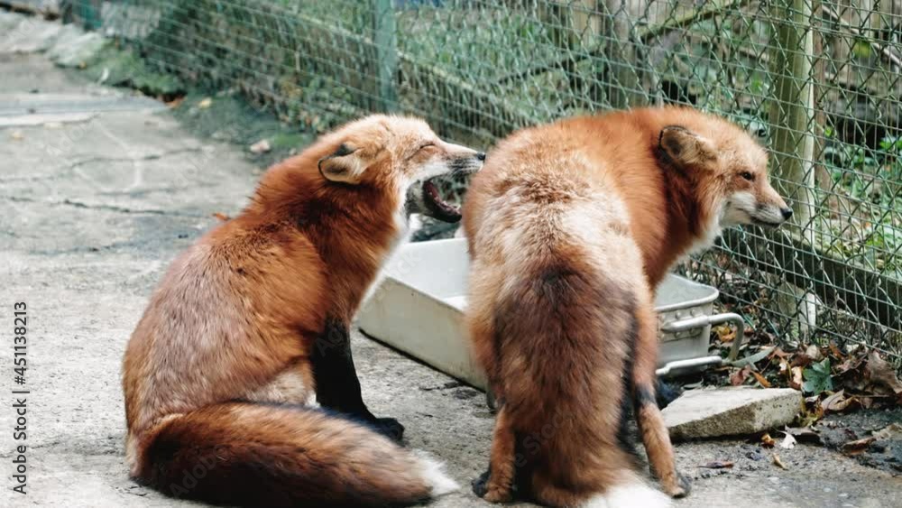Red Fox Howling While One Looks Into The Distance At Zao Fox Village In ...