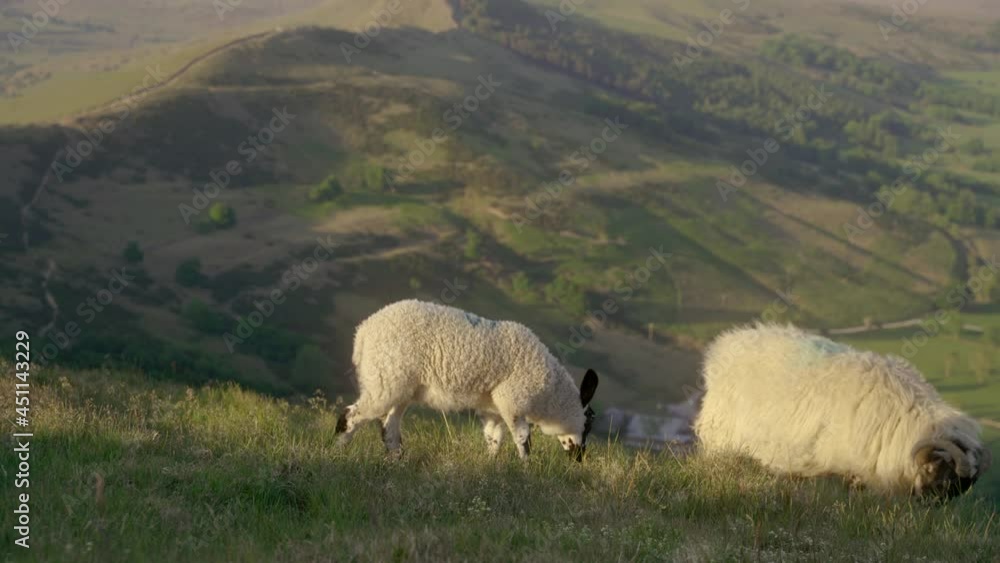 Handheld static shot of three sheep grazing on grass on top of Mam Tor ...