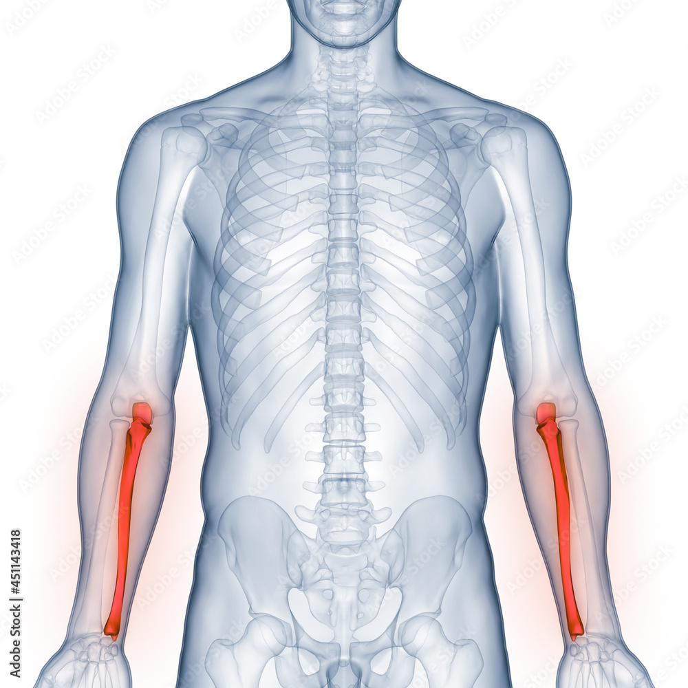 Human Skeleton System Ulna Bone Joints Anatomy Stock Illustration ...
