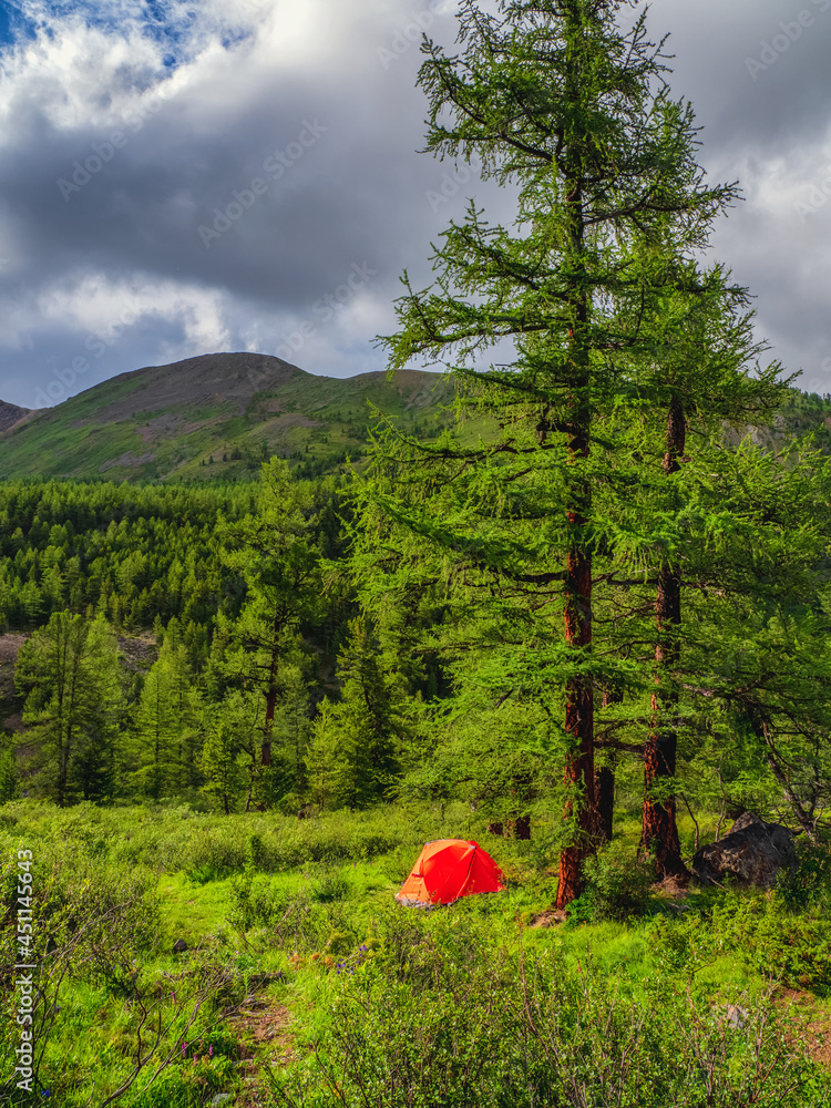 Camping in the mountain. Orange tent under a tall tree in a mountain ...