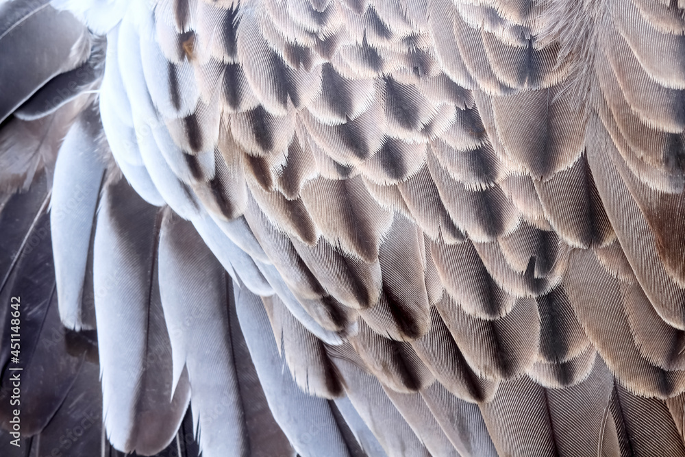 Animal Patterns In Nature