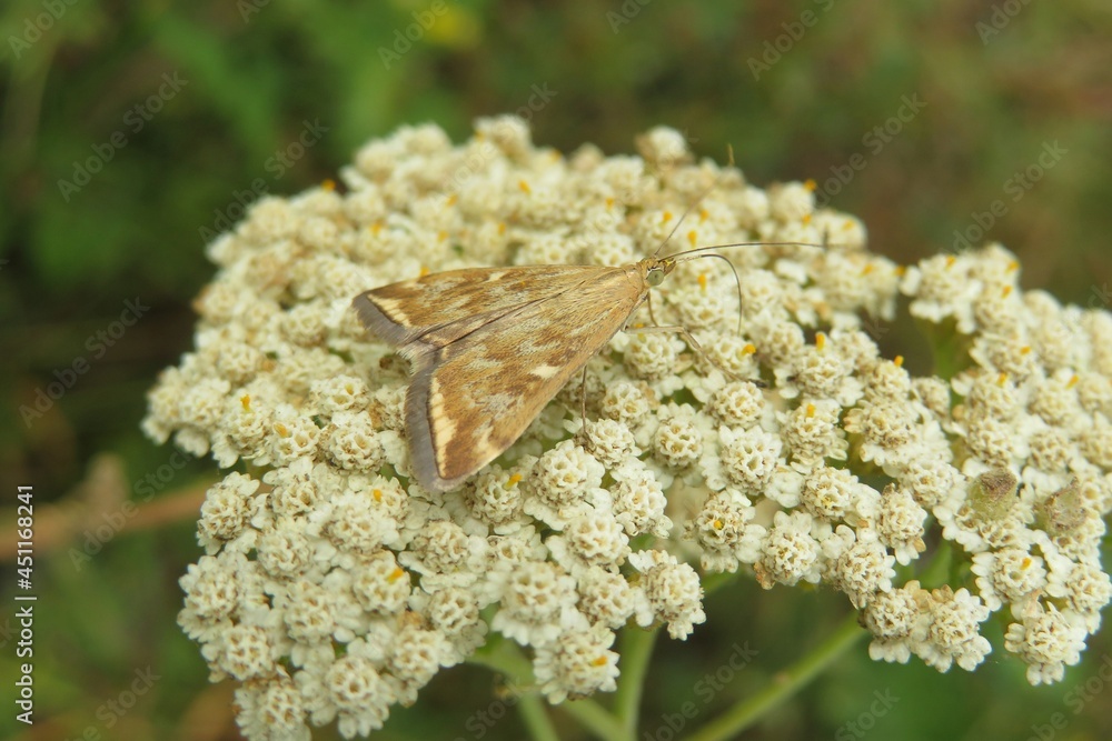Butterfly moth on a yarrow flower in the garden Stock Photo | Adobe Stock