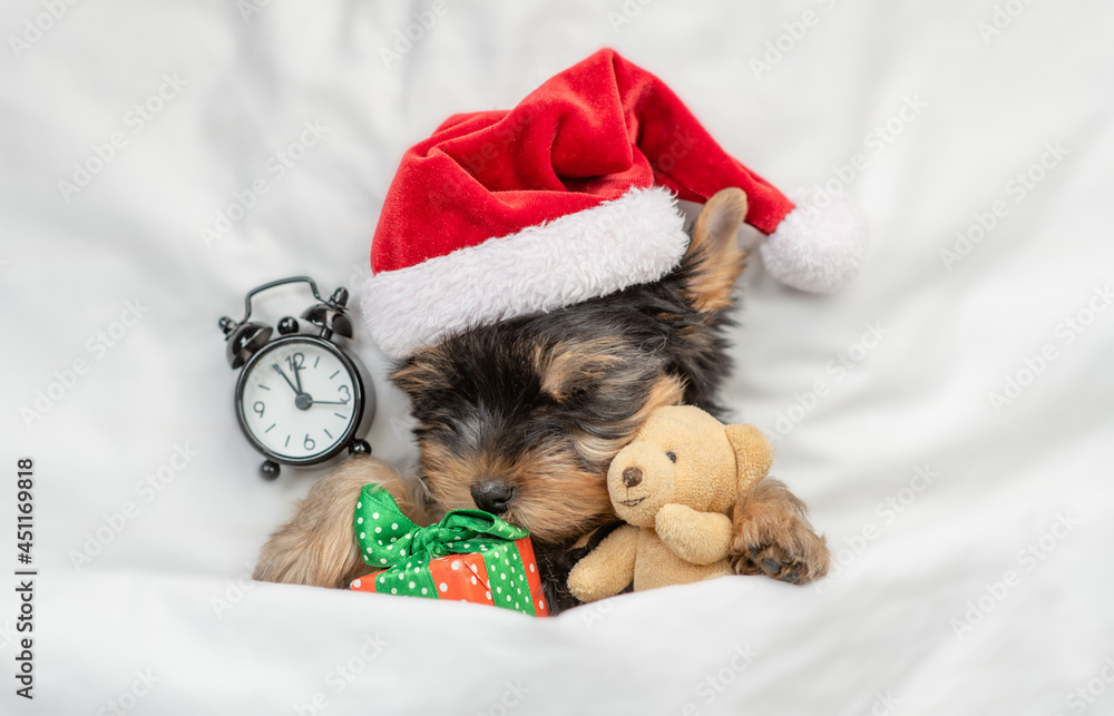 Yorkie Puppies Christmas Wallpaper