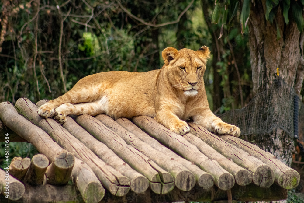 eagle wild wild animal hawk chimpanzee zoo heron swan lion tiger camel ...