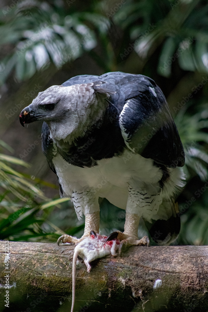 The harpy eagle Harpia harpyja is a neotropical species of eagle Stock ...