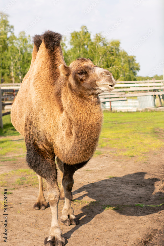 Close-up portrait of a crazy Bactrian camel (Camelus bactrianus). This ...