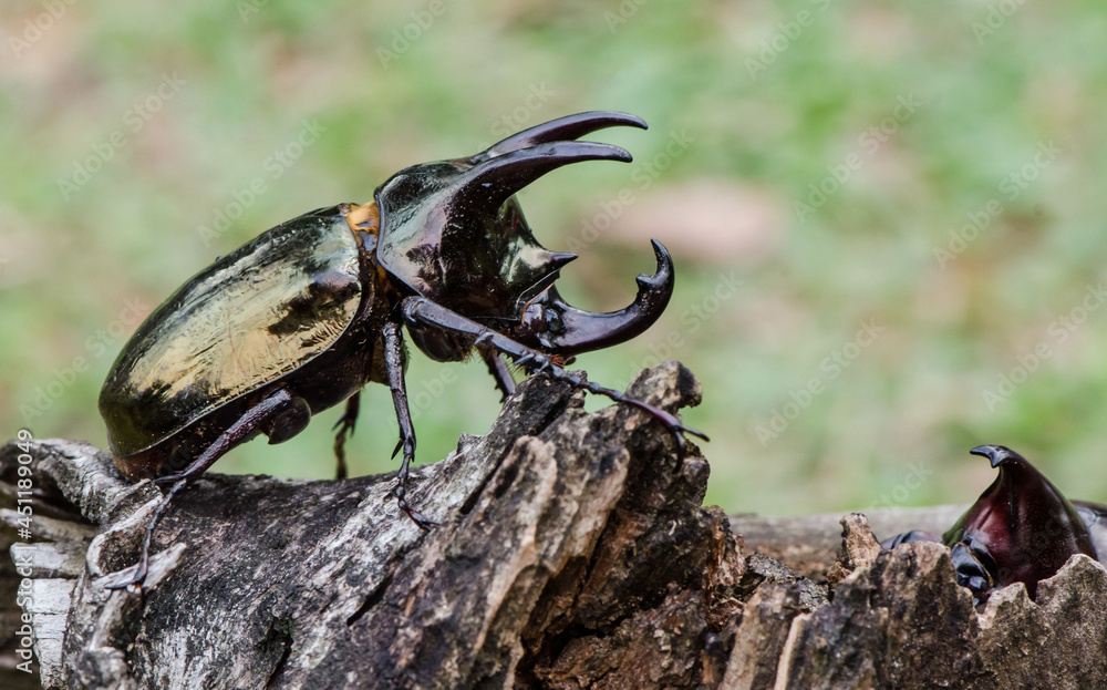 Rhinoceros beetle belonging to the scarabaeidae family in tropical asia ...