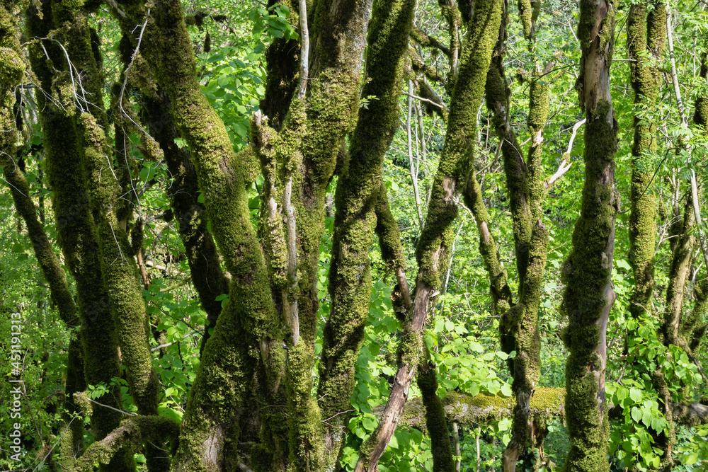 Tangled half barkless tree trunks, overgrown with dense green moss ...