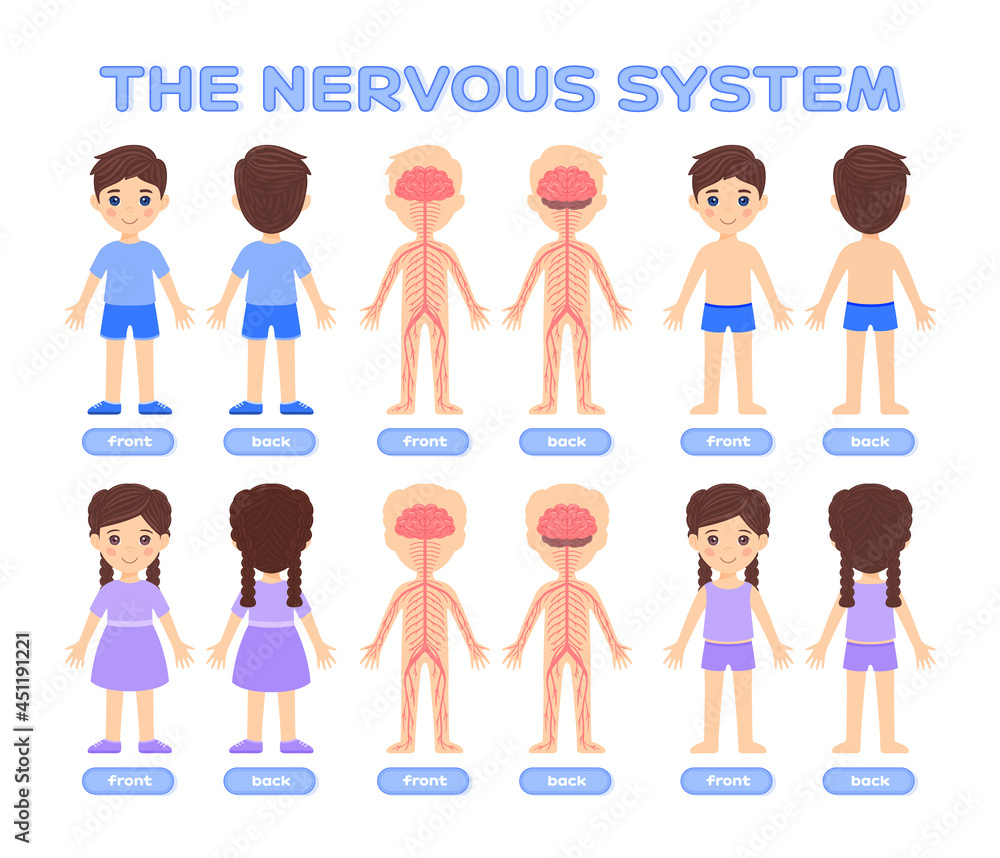 Isolated Cartoon Boy and Girl in Underwear and Human Nervous System ...