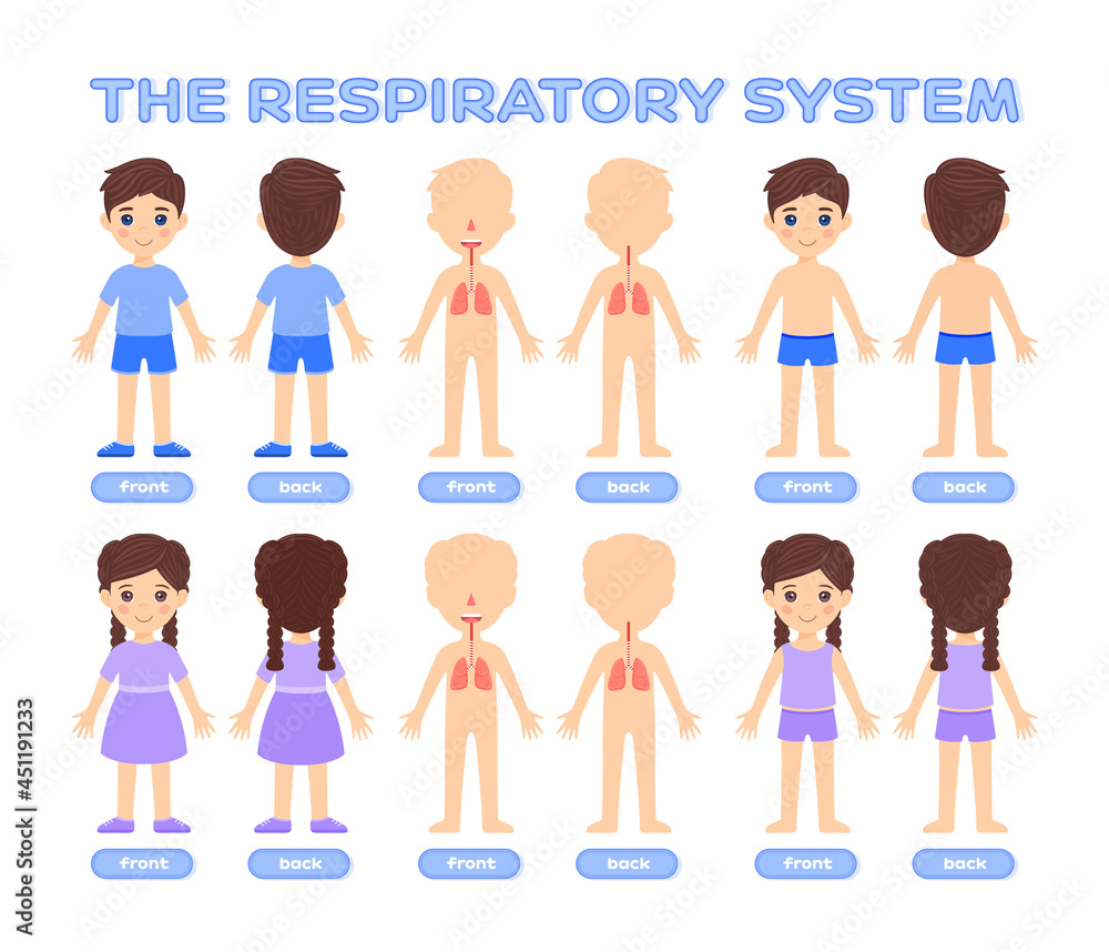 Human Respiratory System in a Cartoon Style. Little Boy and Girl in ...