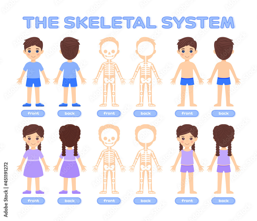 Isolated Cute Little Boy, Girl and Human Skeletal System in Colorful ...