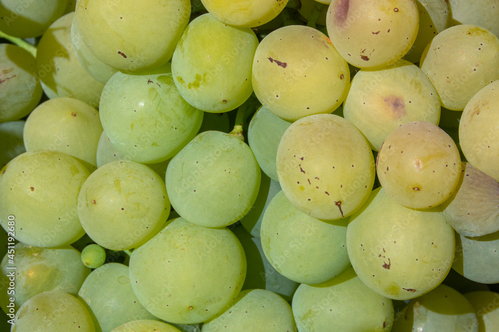 Fondo o textura de uvas blancas Stock Photo | Adobe Stock