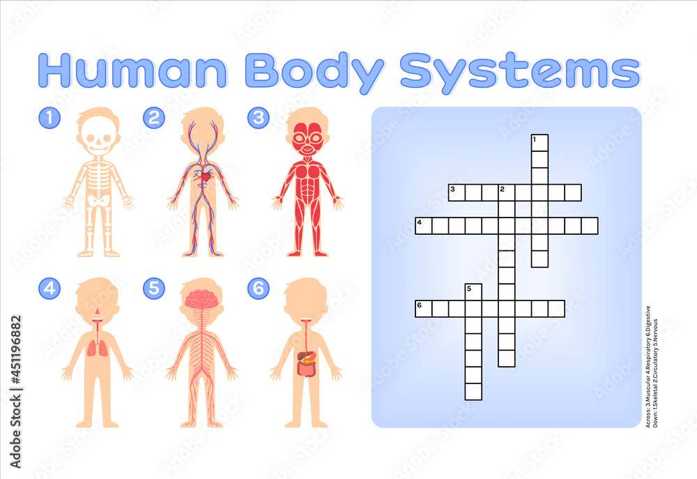Human Nervous System For Kids