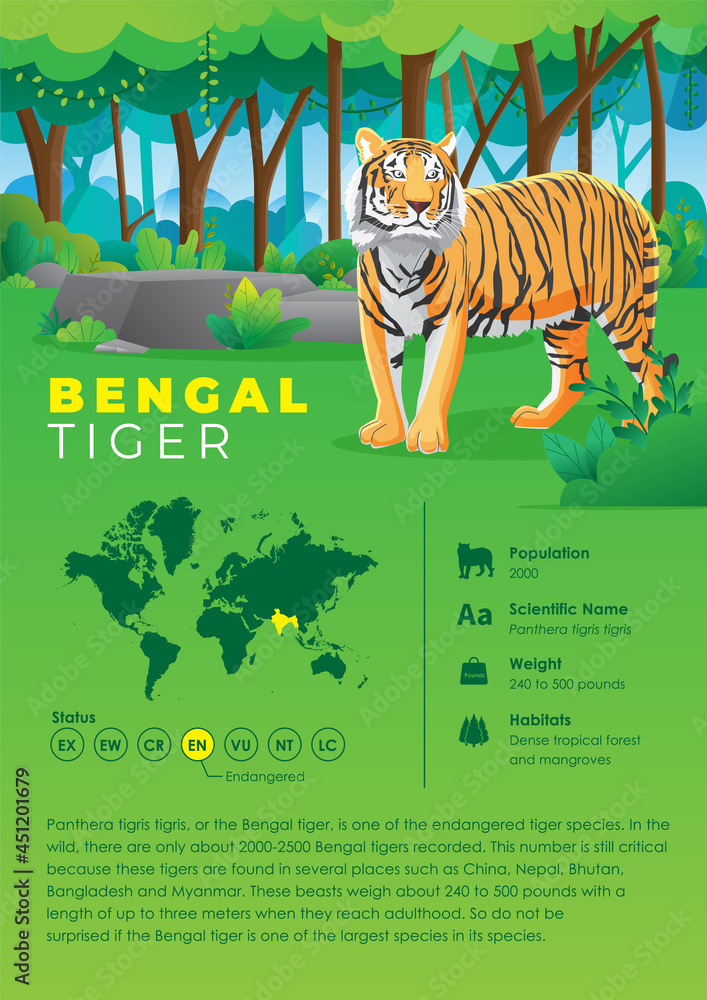 Animal Infographic Series - Bengal Tiger Stock Vector | Adobe Stock