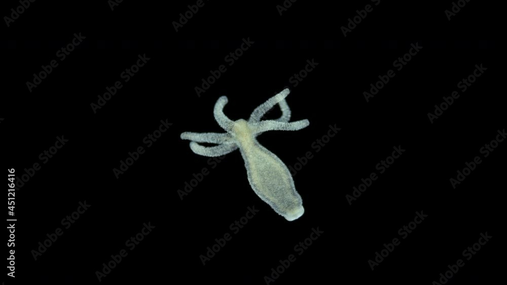 Freshwater Hydra under microscope, class Hydrozoa. Predator, feeds on ...
