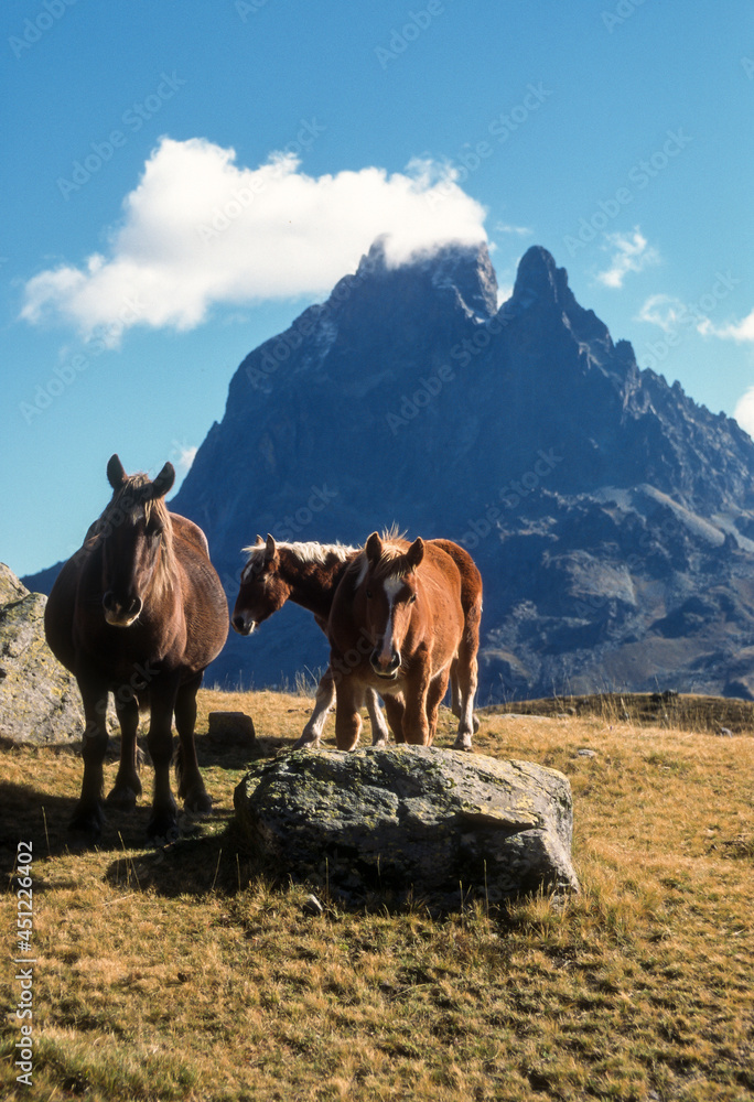 Foto de Cheval Comtois, cheval de trait, Pic du Midi d'Ossau, Parc national des Pyrénées, 64 ...