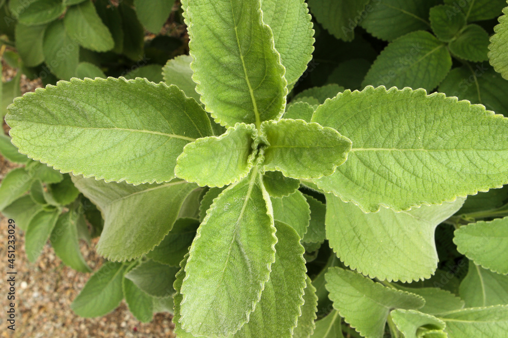 Boldo bush (Peumus boldus) with the grooves of its leaves and the ...