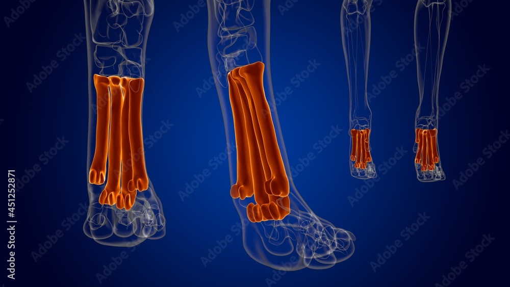 Metatarsal Bones Dog skeleton Anatomy For Medical Concept 3D Stock ...