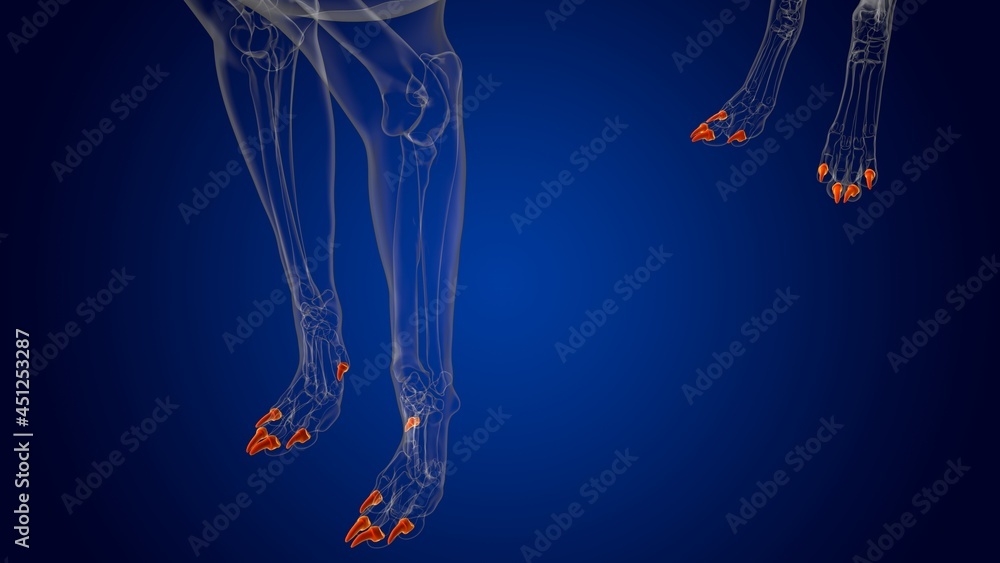 Distal Phalanx Bones Dog skeleton Anatomy For Medical Concept 3D Stock ...
