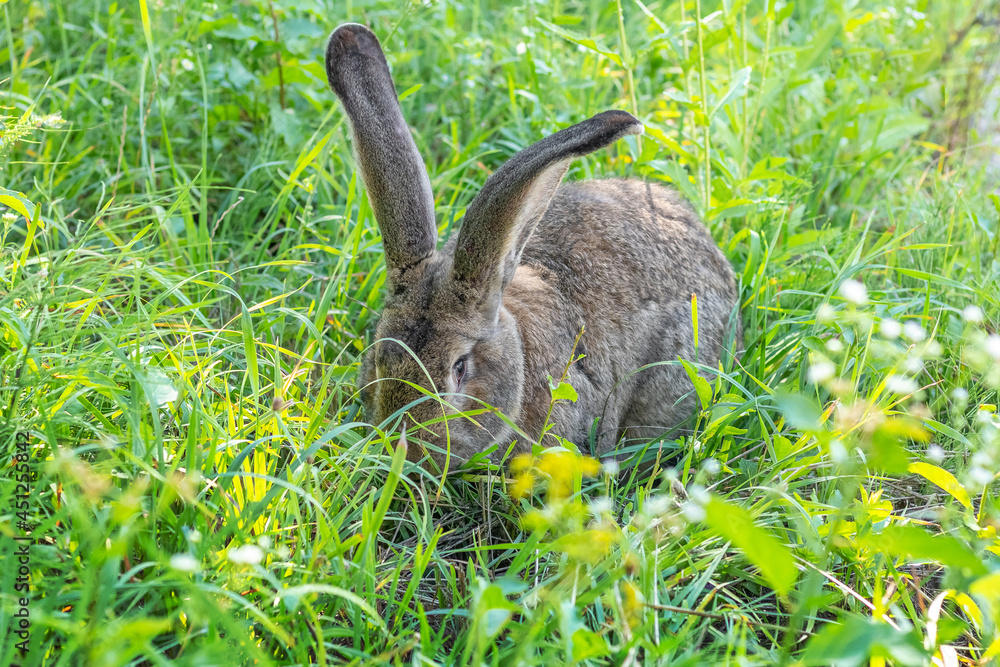 Big gray rabbit breed Vander on the green grass. Rabbit eats grass ...
